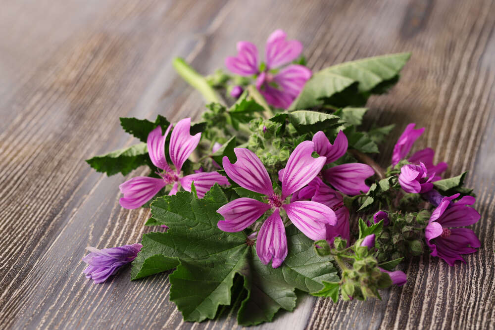 Erbe medicinali e piante medicinali: Malva selvatica - EGK