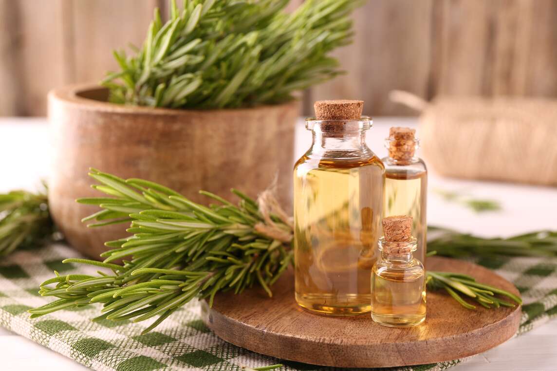 Discover the rosemary herb