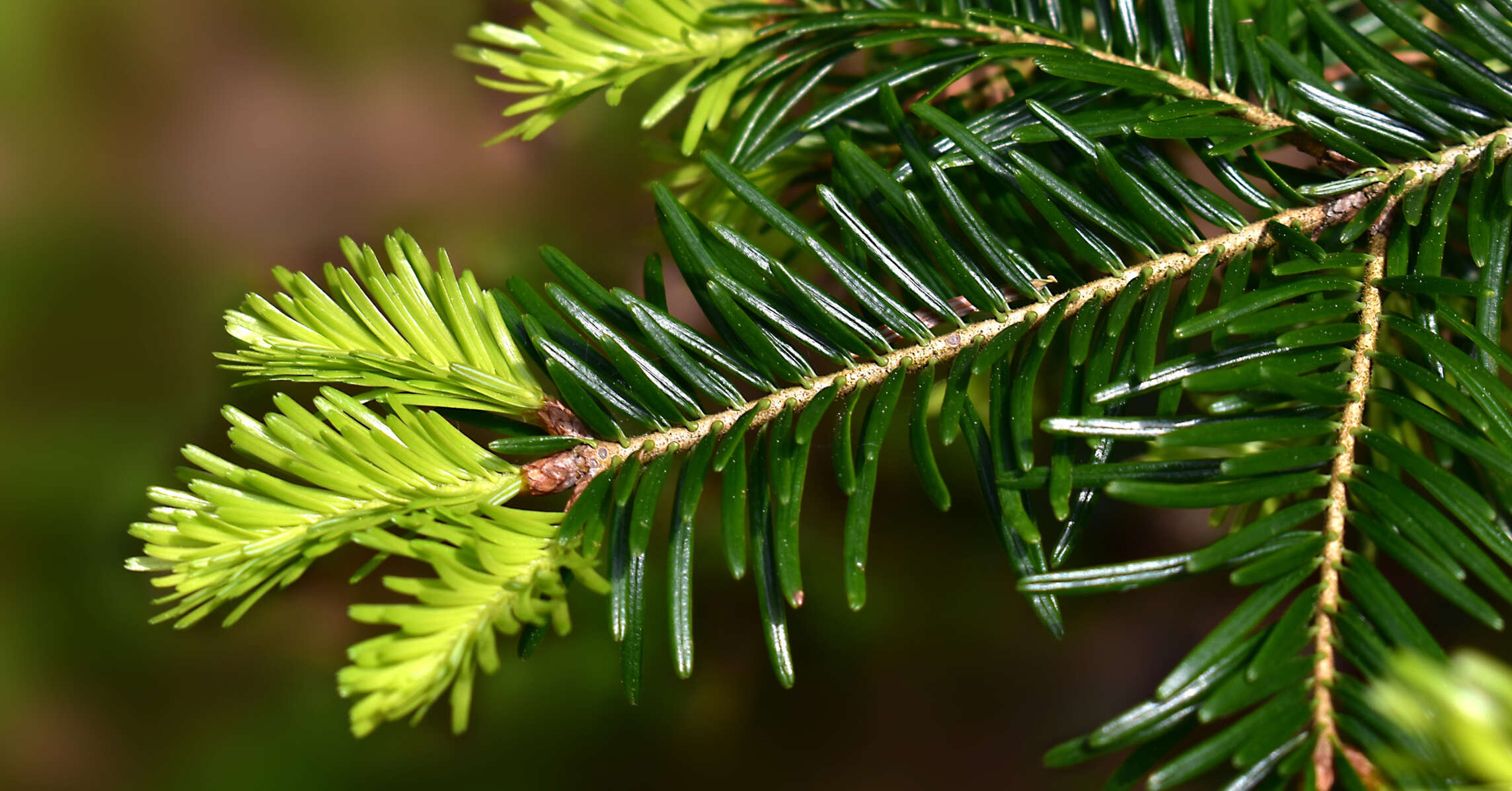 Heilkräuter und Heilpflanzen: Weisstanne – EGK