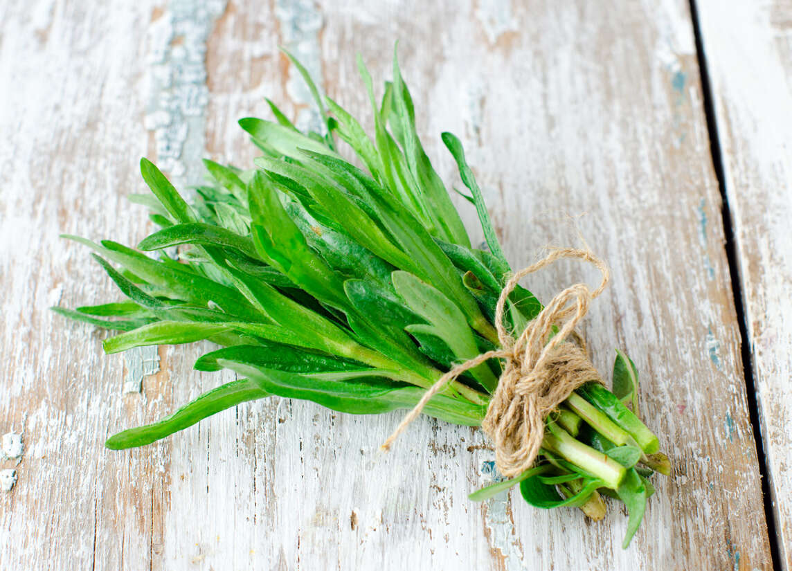 Heilkräuter und Heilpflanzen: Estragon – EGK