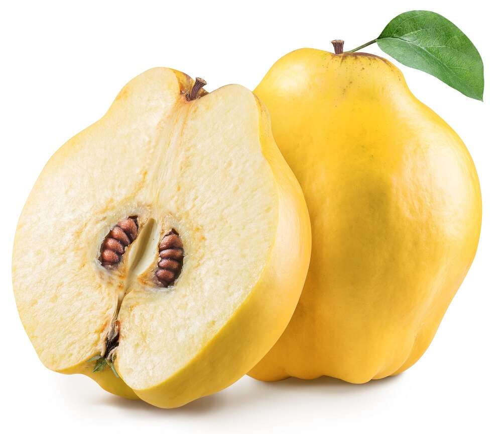 Heilkräuter und Heilpflanzen: Quitte – EGK