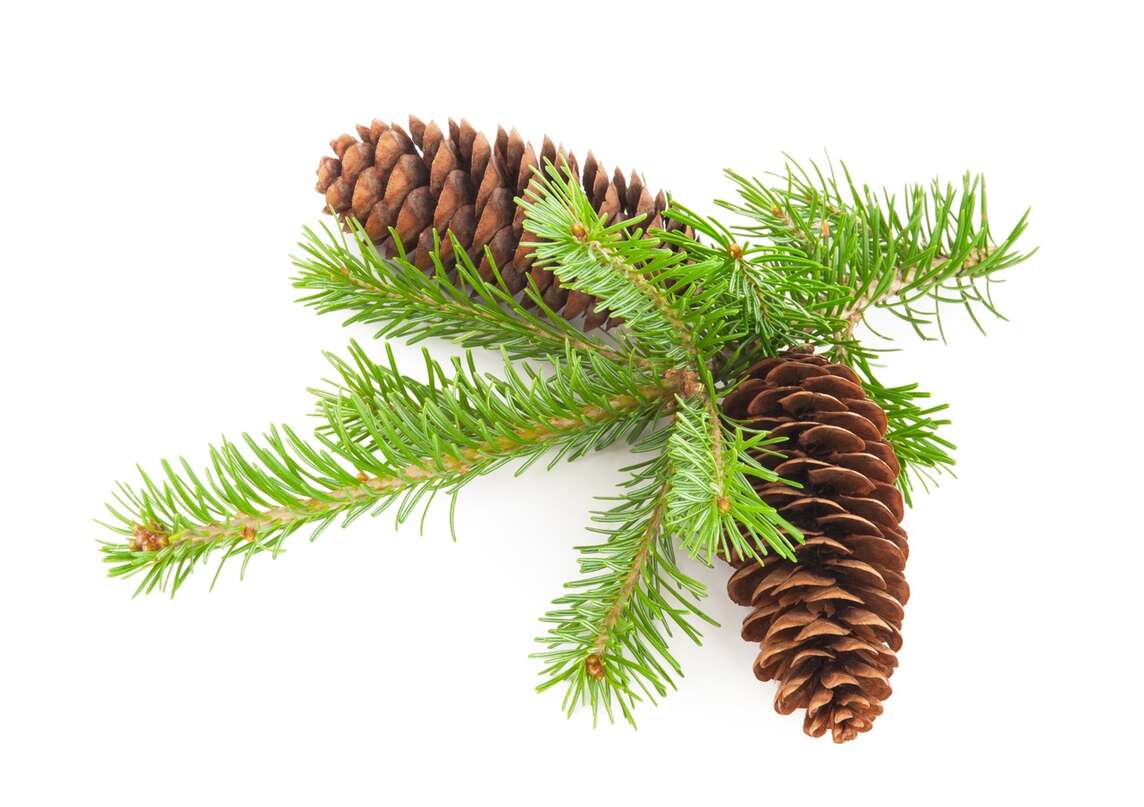 Heilkräuter und Heilpflanzen: Rottanne – EGK