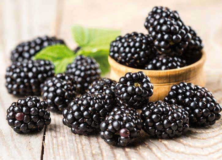 Heilkräuter und Heilpflanzen: Brombeere – EGK