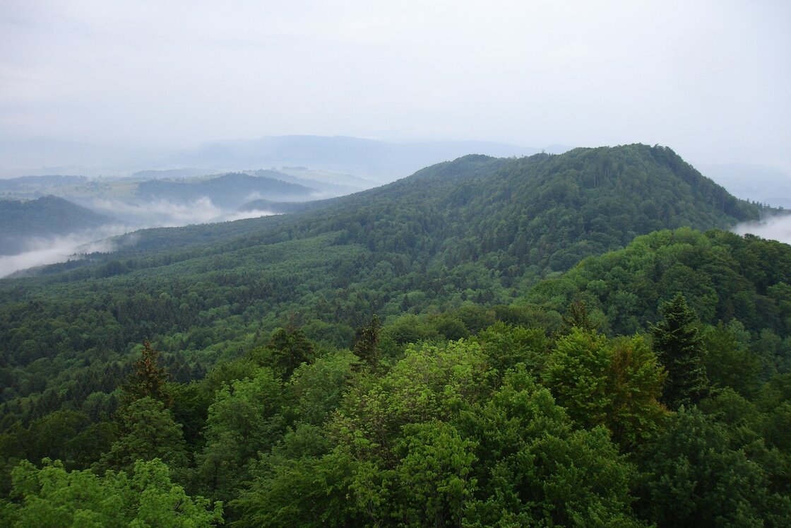 Sihlwald: Wild und schön
